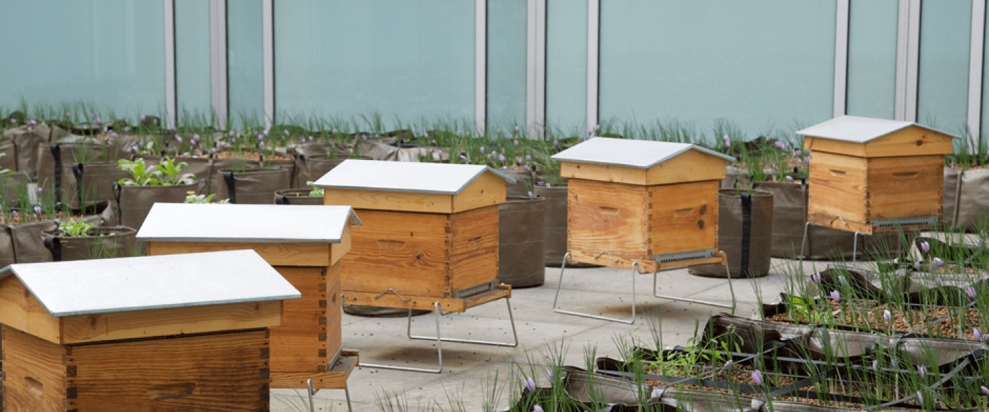 Conférence | Les abeilles et l'apiculture dans le monde arabe | Institut du monde arabe